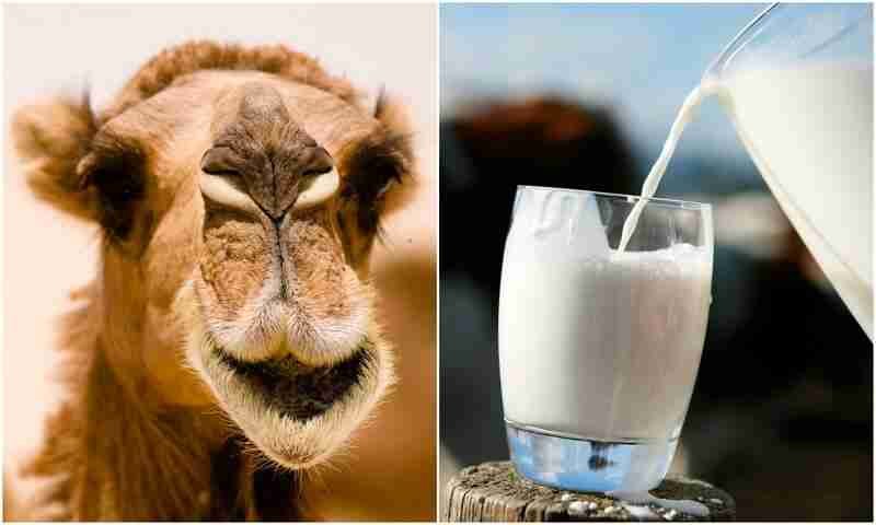 Camel Milk - UK Camel Milk Ltd