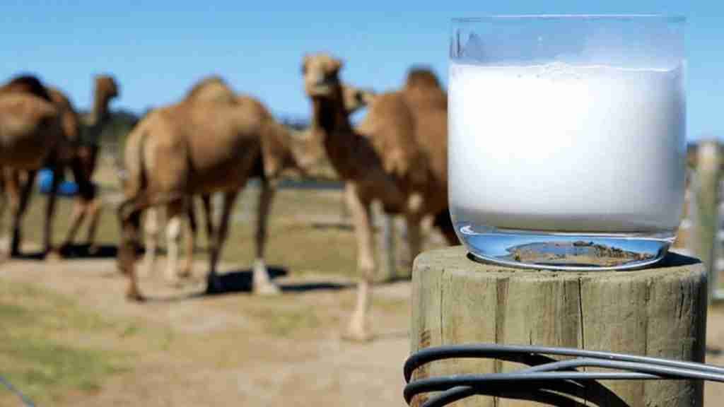 Potential Benefits of Camel Milk - UK Camel Milk Ltd